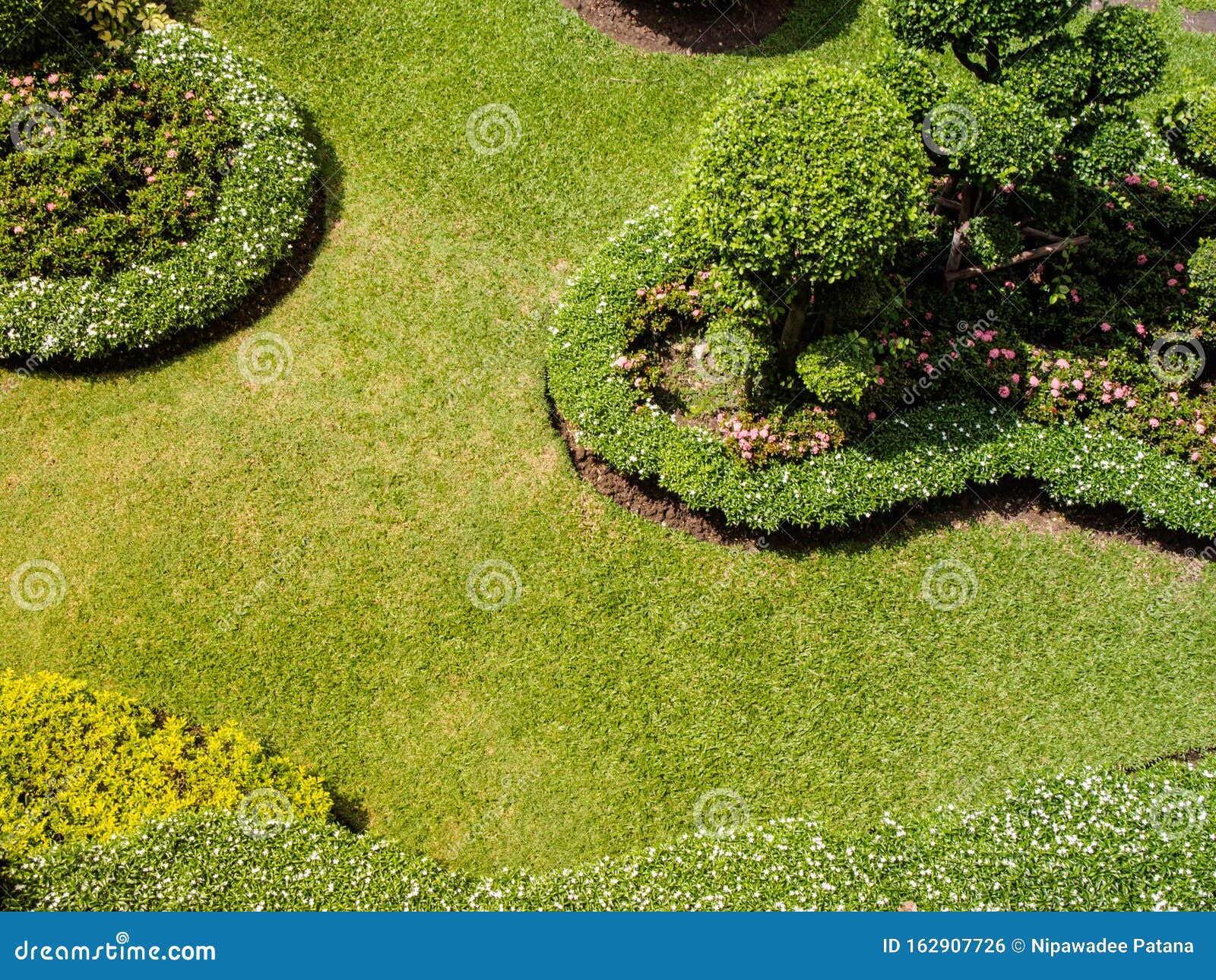 Top View of Green Grass Field Plants and Trees in the Small Garden ...