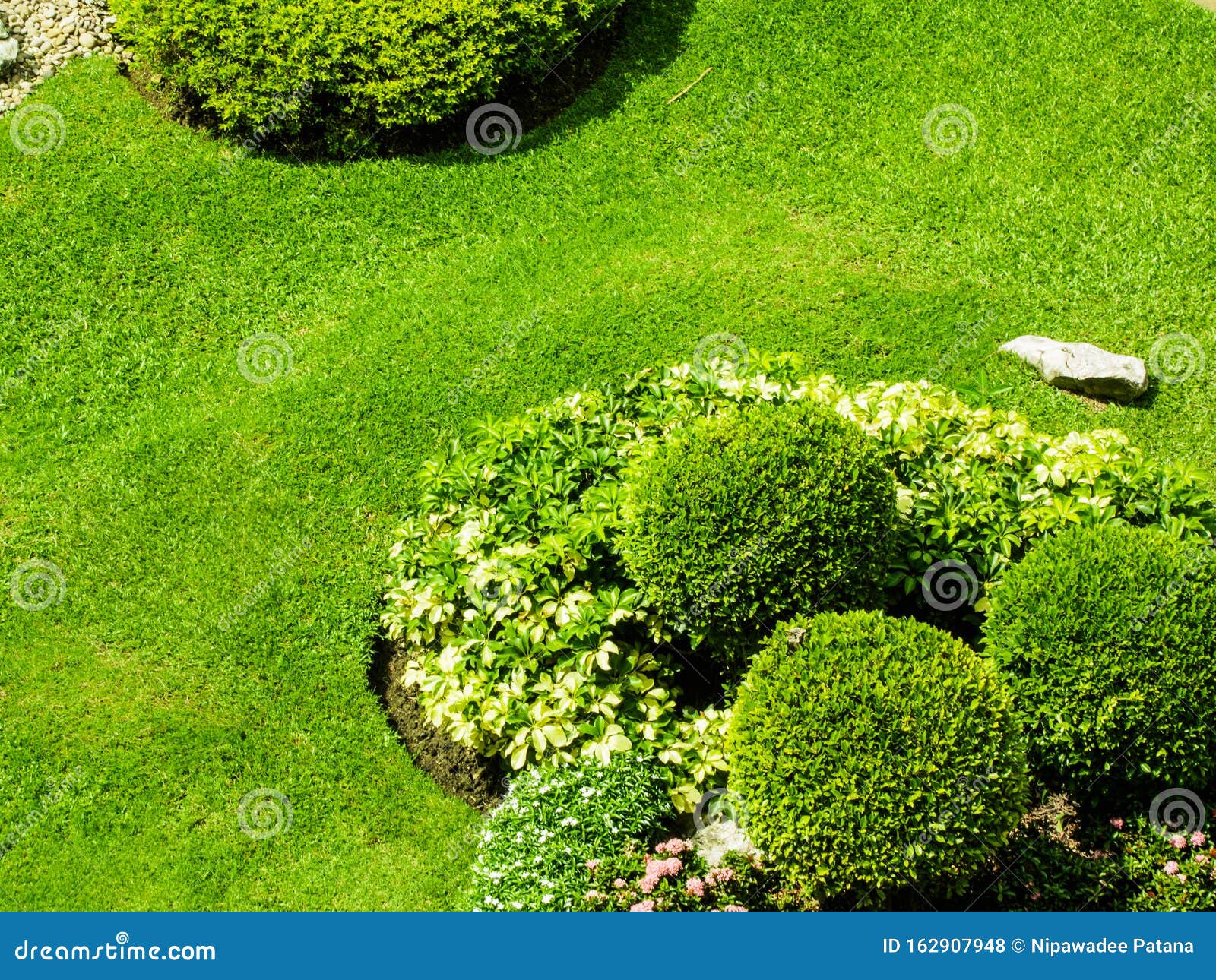 Top View of Green Grass Field Plants and Trees in the Small Garden ...