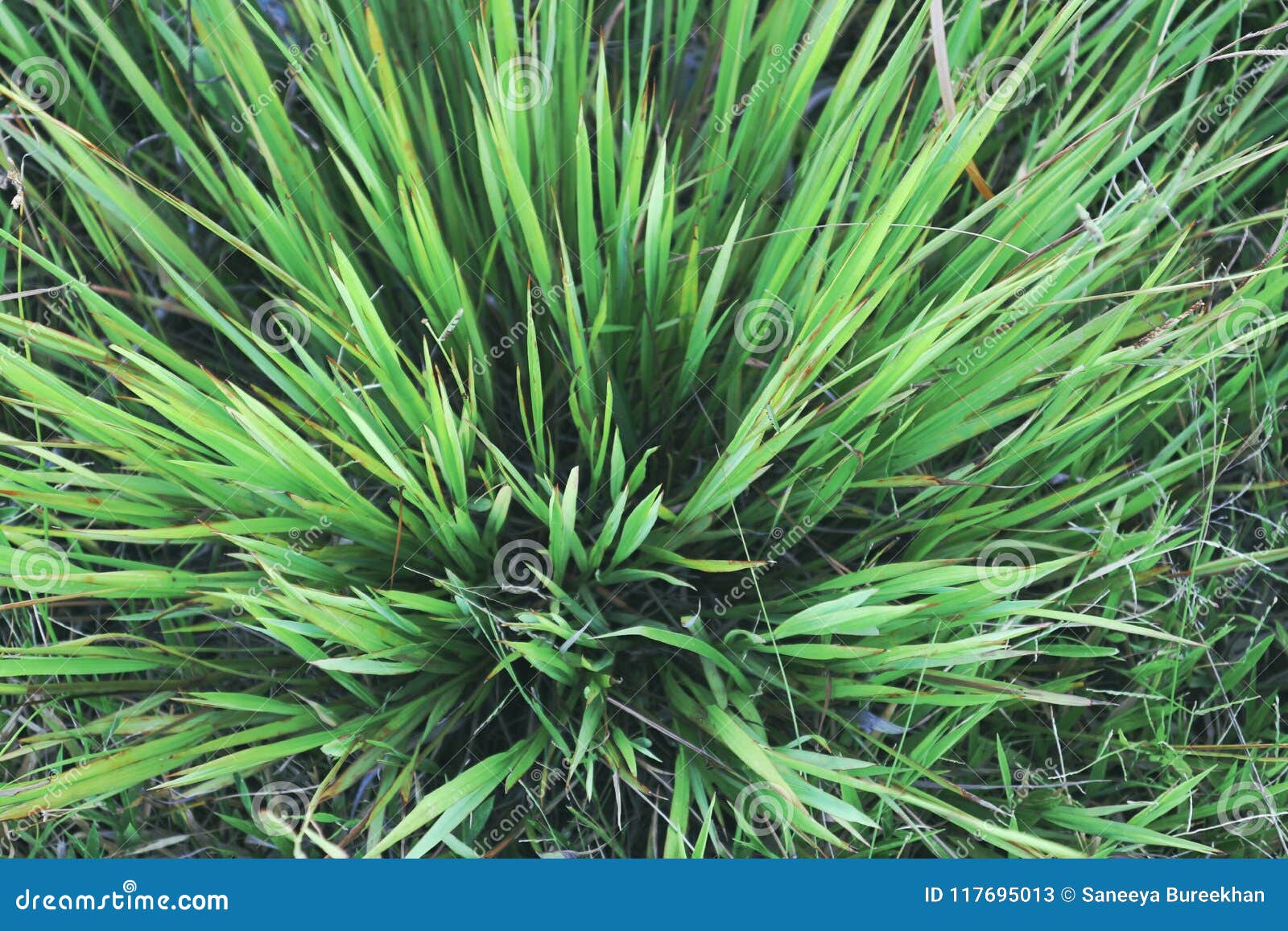Top view grass stock image. Image of grass, beautiful - 117695013