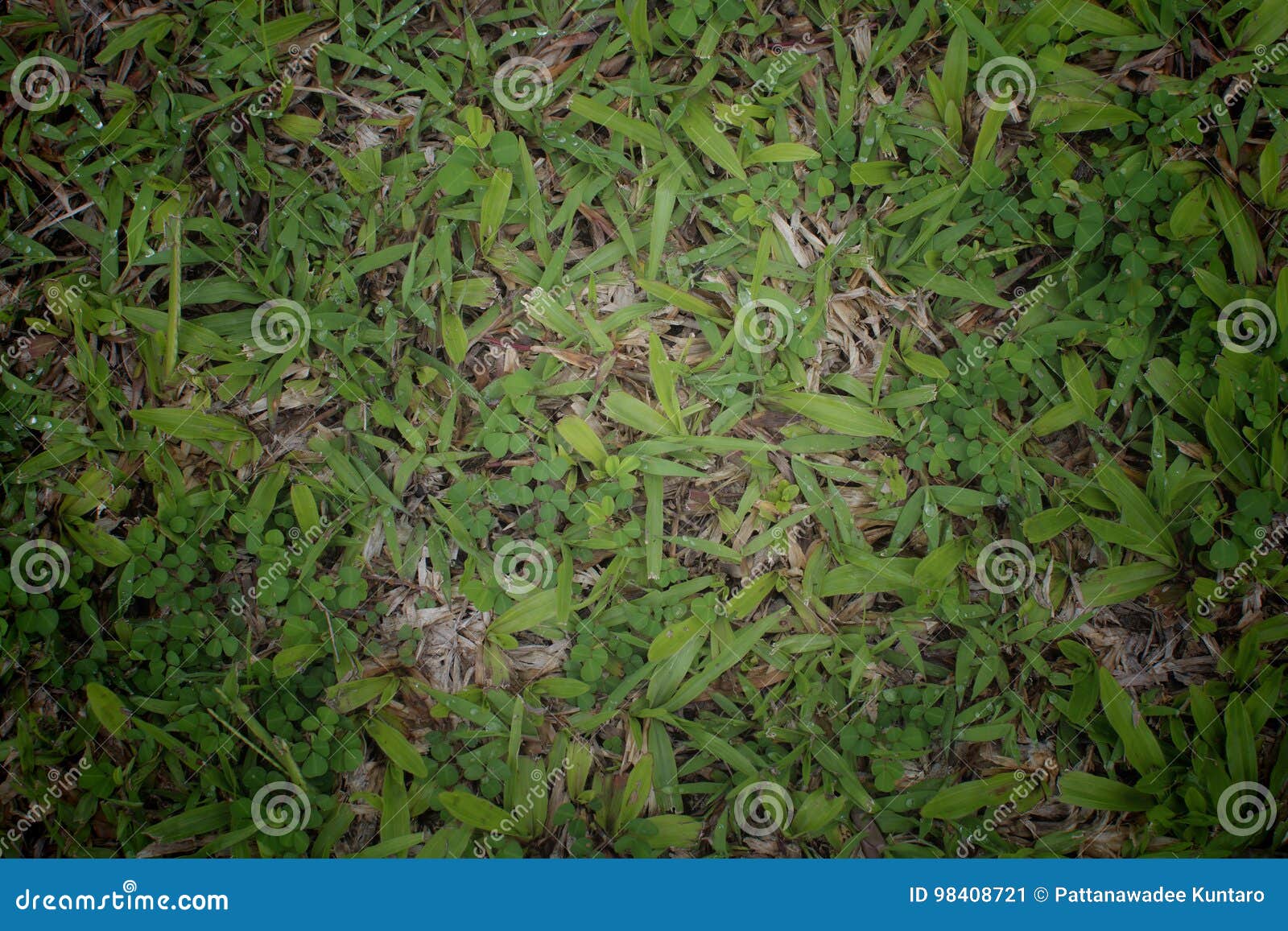 Top View of Green Grass on the Ground Stock Image - Image of fresh ...