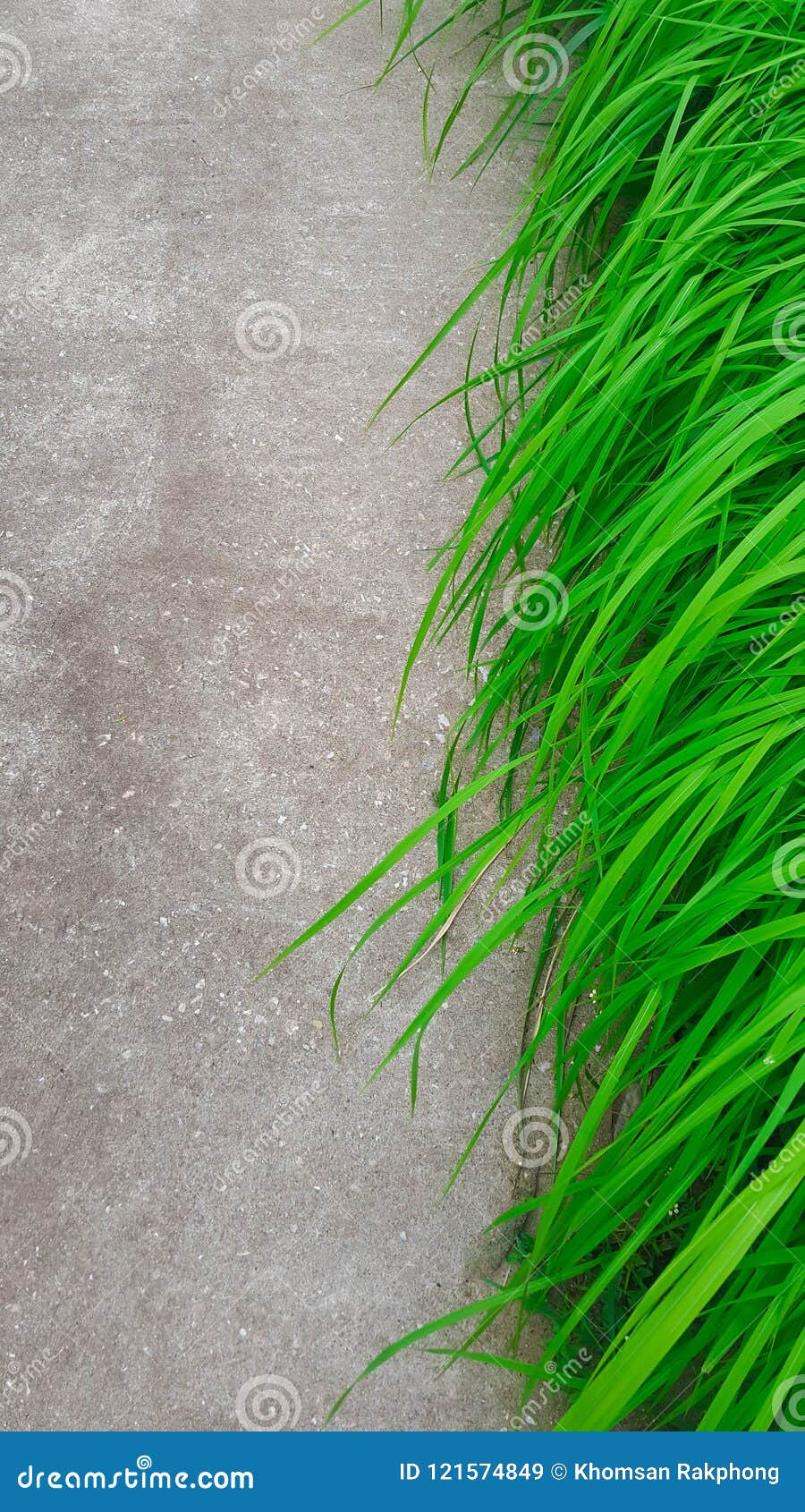 Top View Green Grass Grows Along the Sidewalk Stock Image - Image of ...