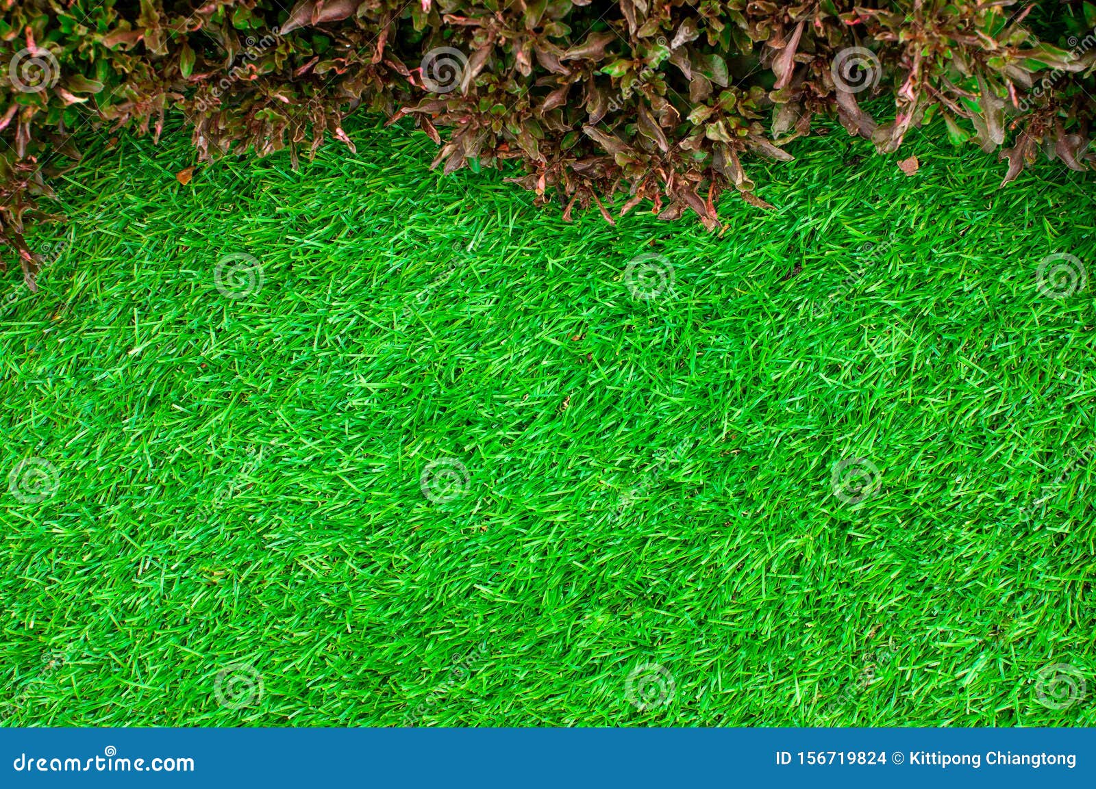 Top View Green Grass Stock Images - Download 99,201 Royalty Free Photos