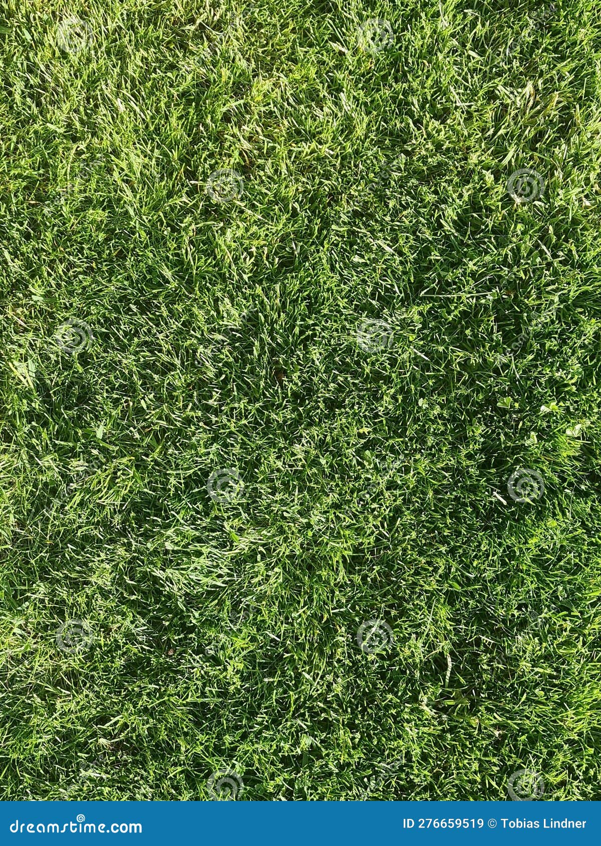Top view of green grass stock image. Image of meadow - 276659519