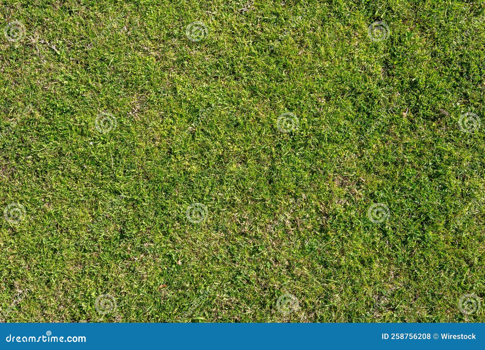 Top View of Green Grass in Sunlight Stock Photo - Image of background ...