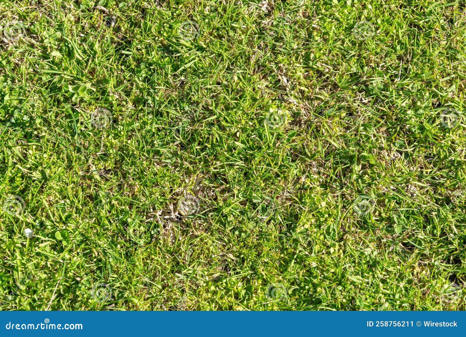 Top View of Green Grass in Sunlight Stock Image - Image of view, grass ...