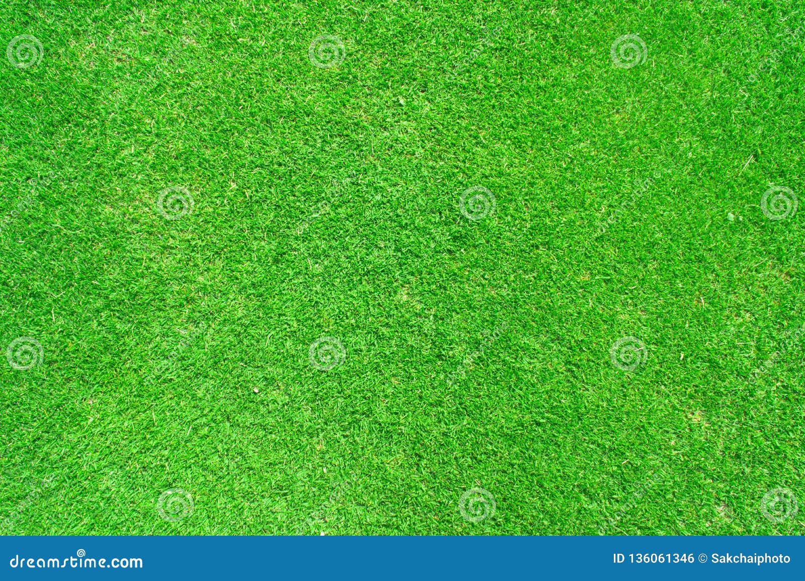 Top View of Green Grass Texture Stock Photo - Image of field, grass ...