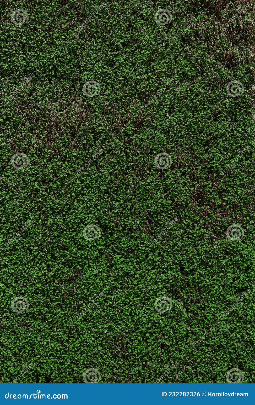 Top View of Green Grass Texture Stock Photo - Image of colorful ...
