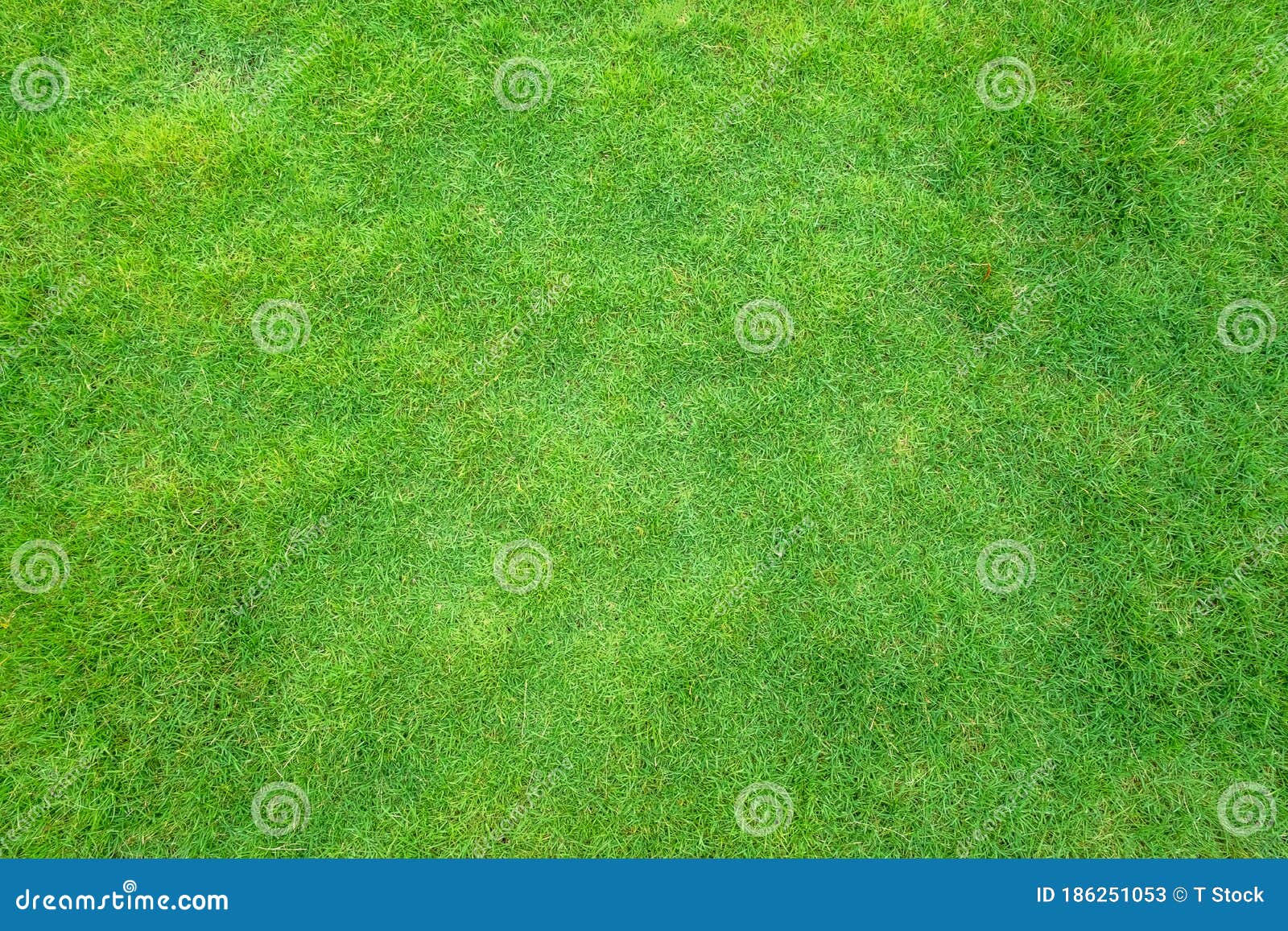 Top View of Green Grass Texture Background. Stock Image - Image of ...