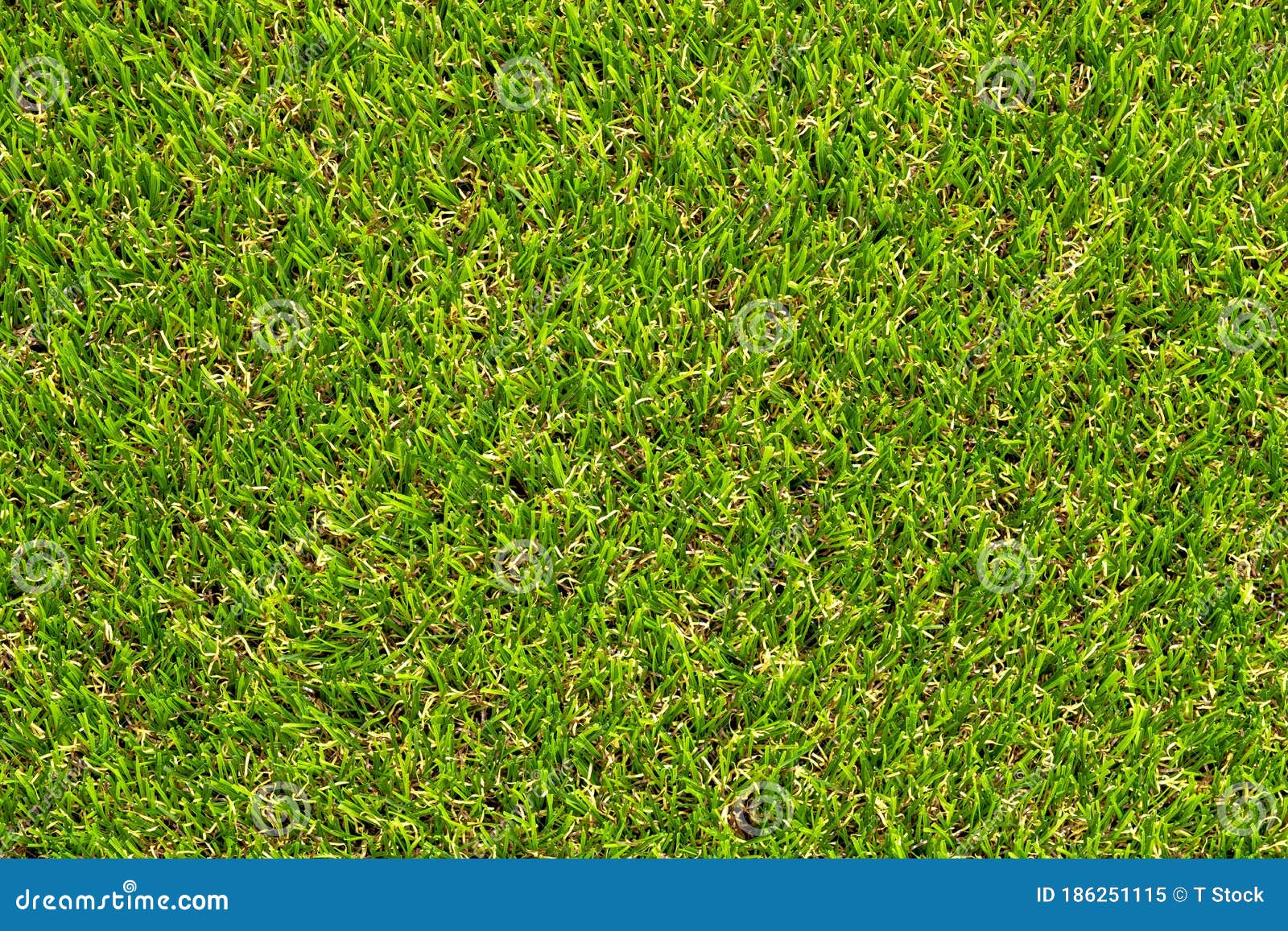 Top View of Green Grass Texture Background. Stock Image - Image of ...