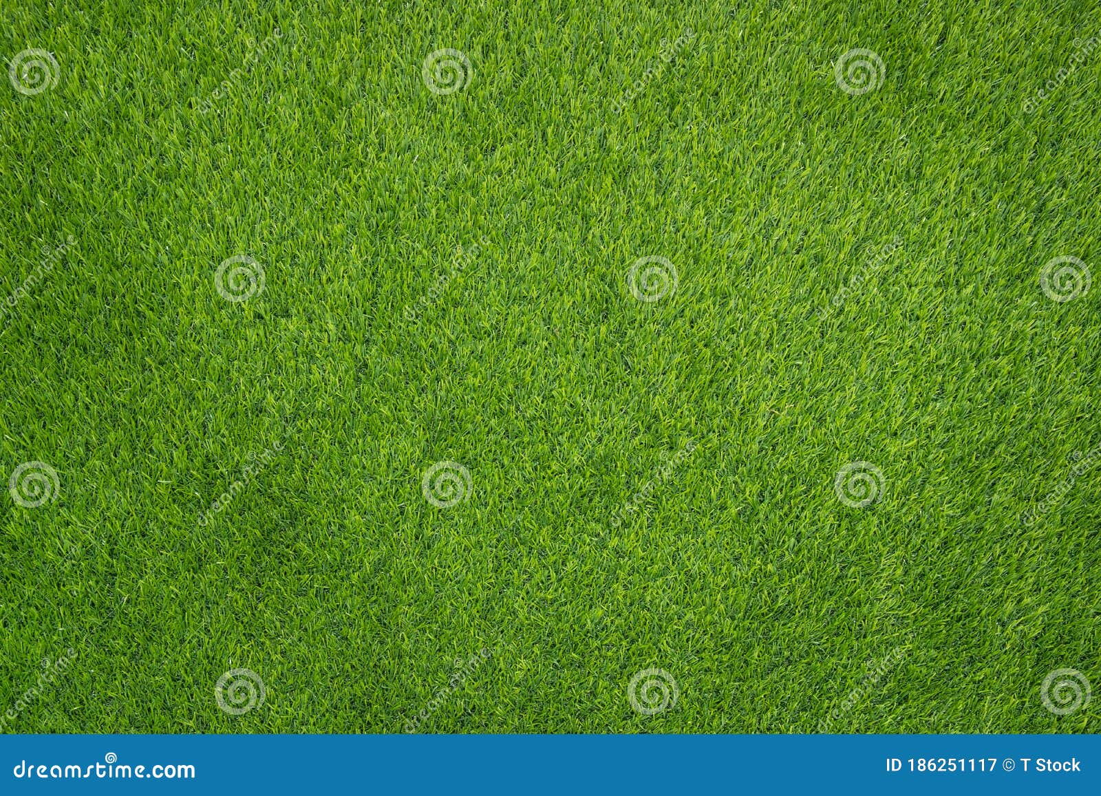 Top View of Green Grass Texture Background. Stock Image - Image of ...