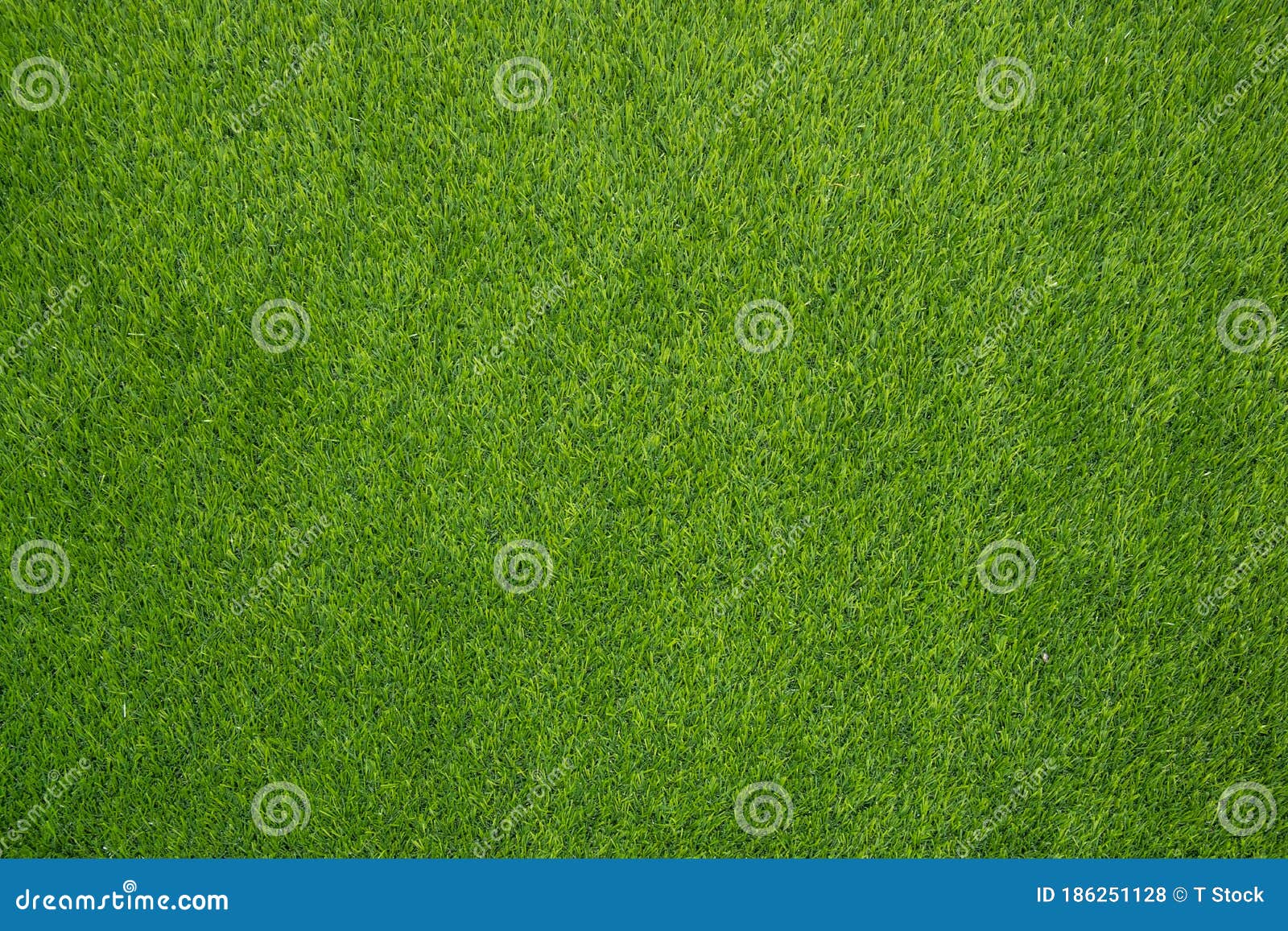 Top View of Green Grass Texture Background. Stock Photo - Image of ...