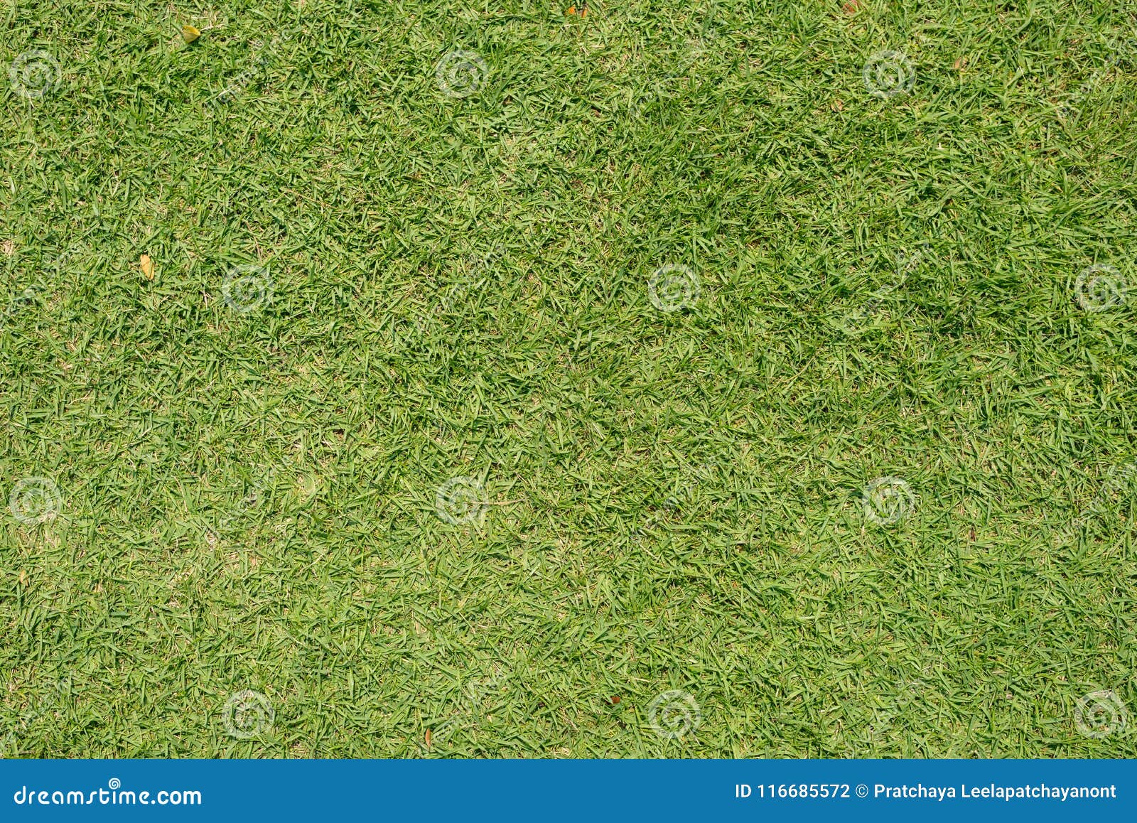 Top View of Grass. Textures and Backgrounds Stock Photo - Image of grow ...