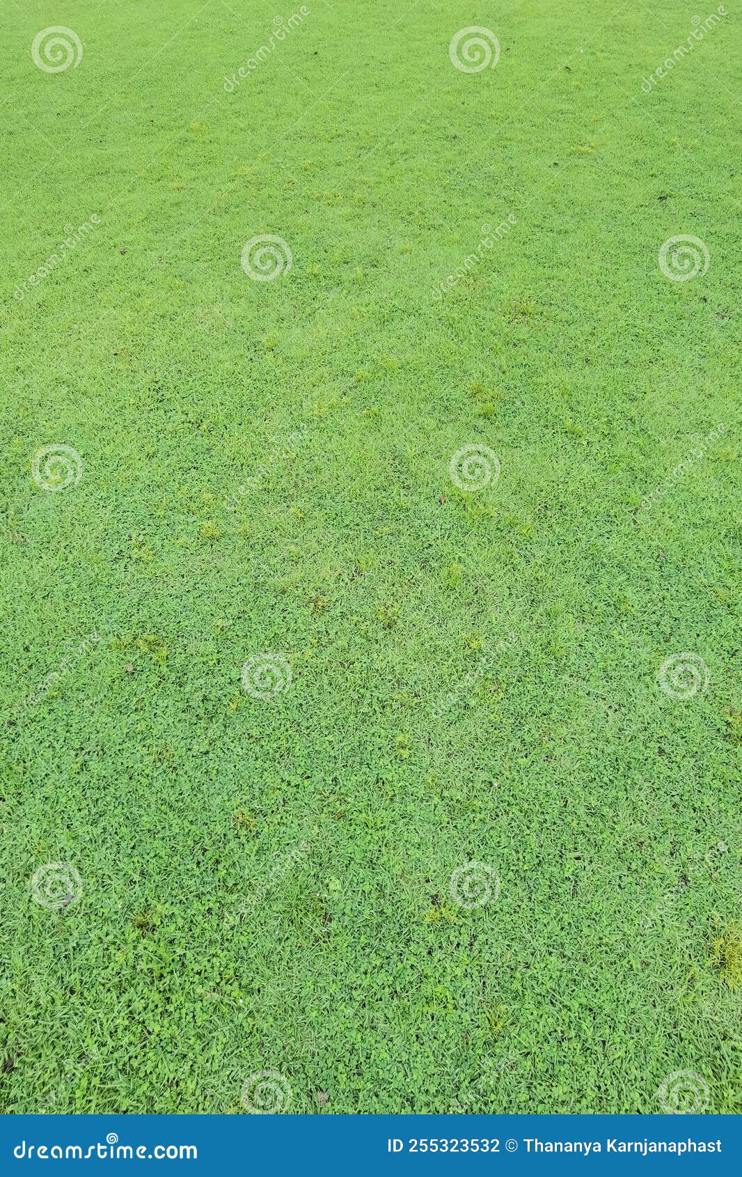 Top view of green grass stock photo. Image of grassland - 255323532