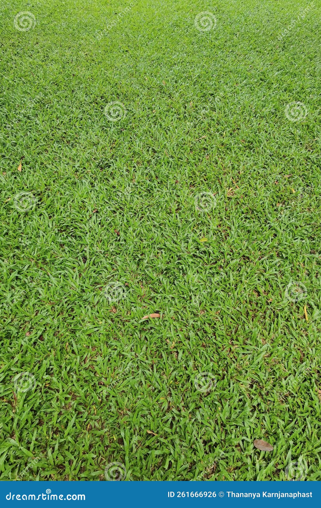 Top view of green grass stock photo. Image of view, spring - 261666926