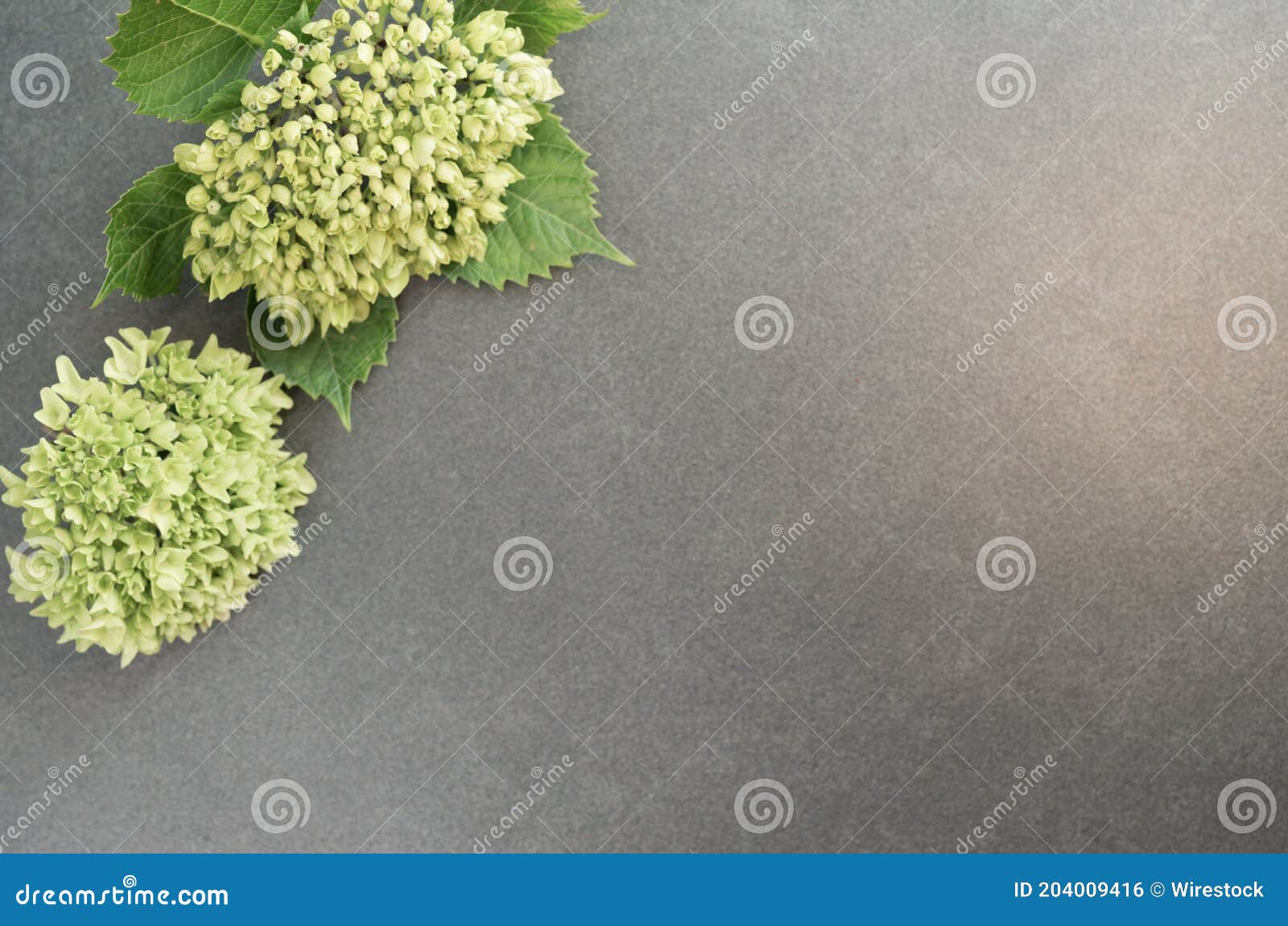 Top View of Green Hydrangea Buds on a Gray Surface Stock Photo - Image ...
