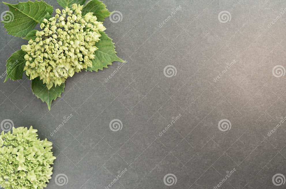 Top View of Green Hydrangea Buds on a Gray Surface Stock Image - Image ...