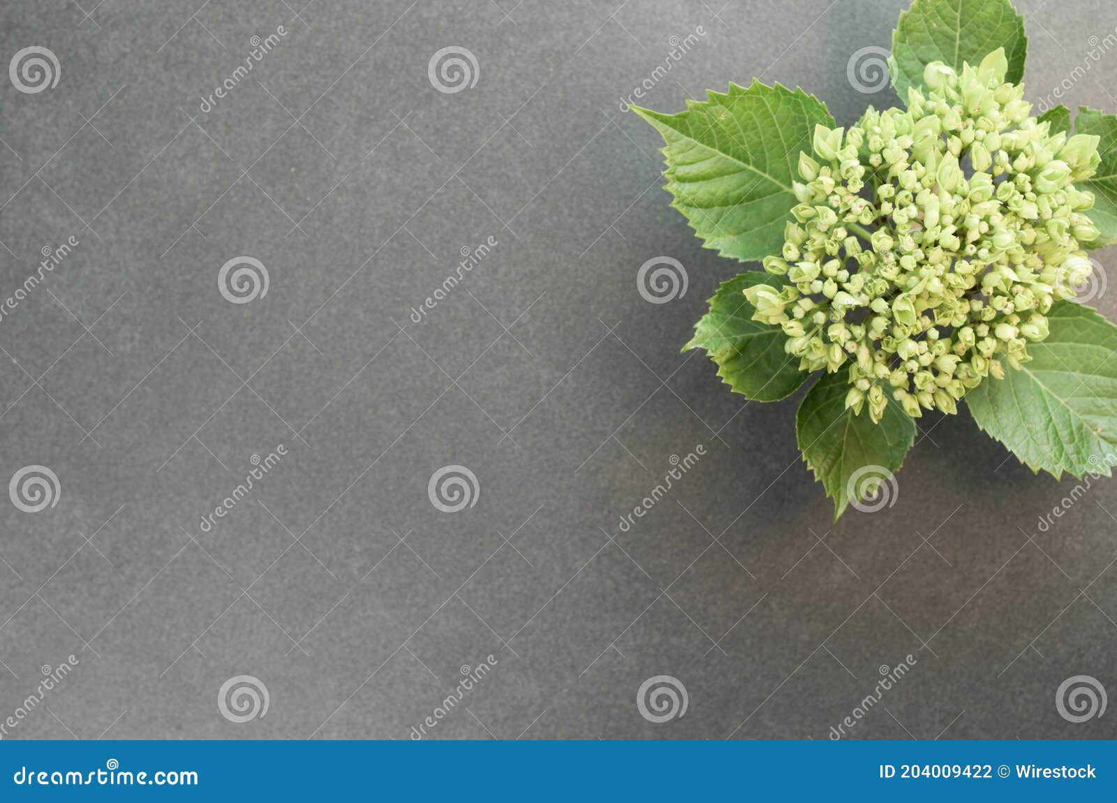 Top View of Green Hydrangea Buds on a Gray Surface Stock Photo - Image ...