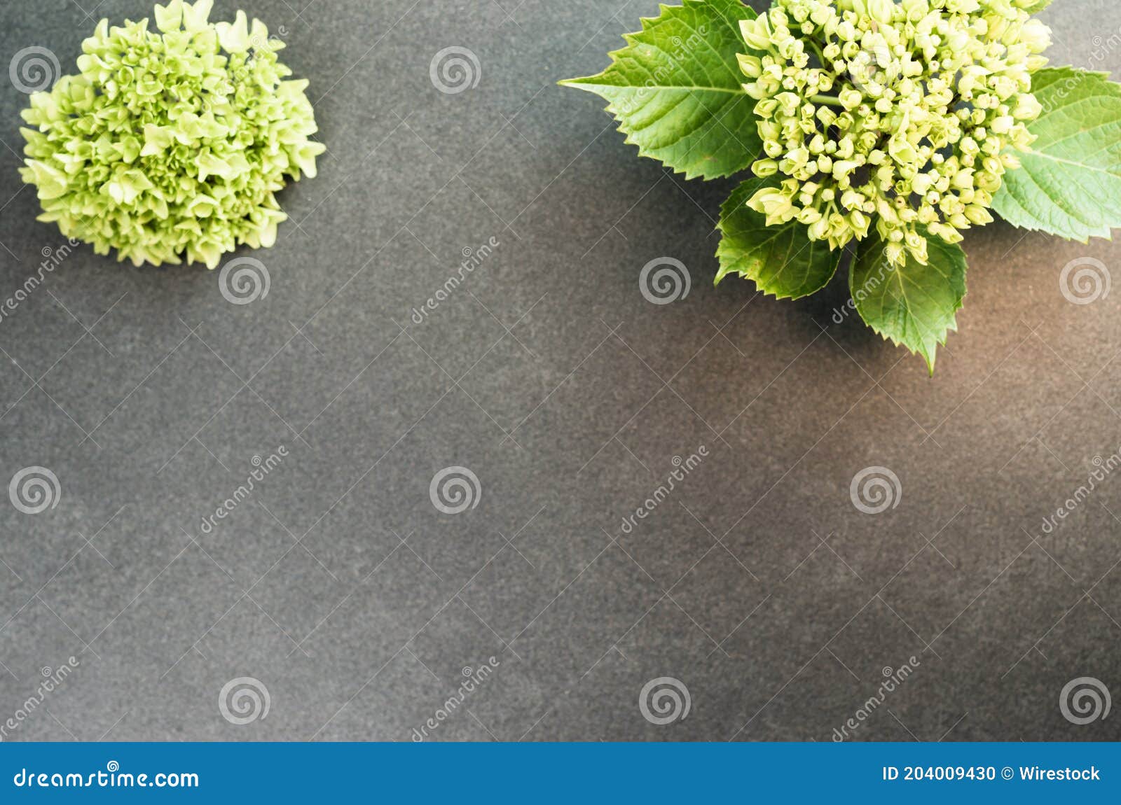 Top View of Green Hydrangea Buds on a Gray Surface Stock Photo - Image ...