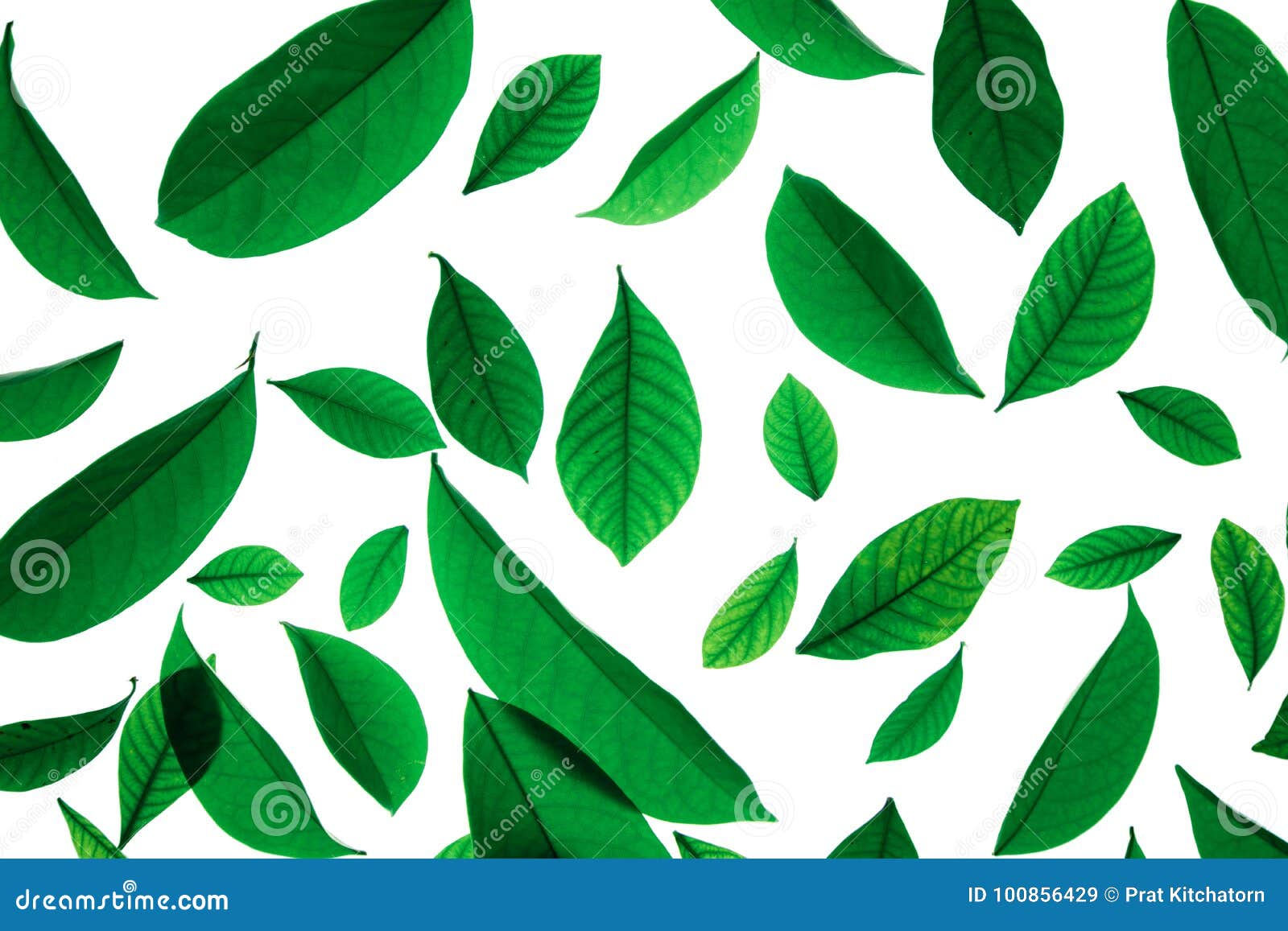 Top View Green Leaf Isolate Stock Image - Image of closeup, green ...