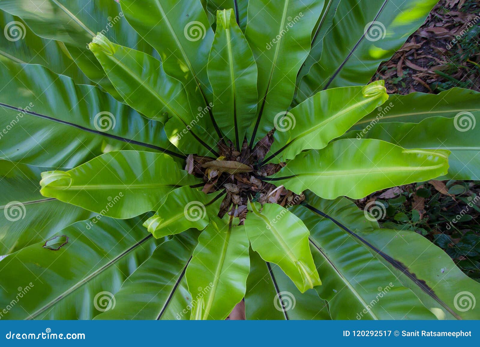 The Mature Bird Nest Fern Asplenium Nidus. Stock Image - Image of ... The Mature Bird Nest Fern Asplenium Nidus. Stock Image - Image of ...