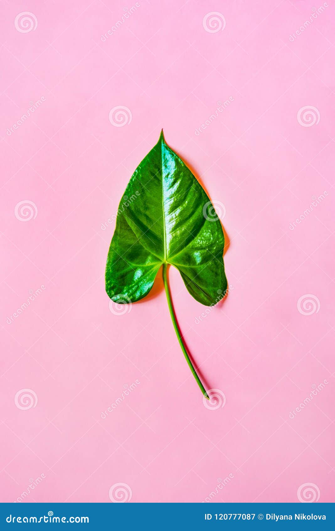 Top View of a Green Leaf Over Pink Background. Abstract Nature Concept ...