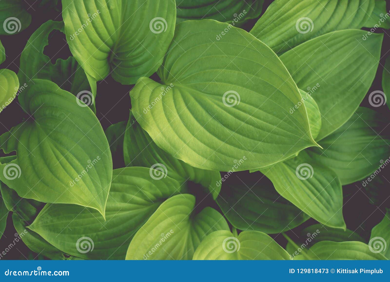 Topview leaf texture stock image. Image of mint, pattern - 129818473