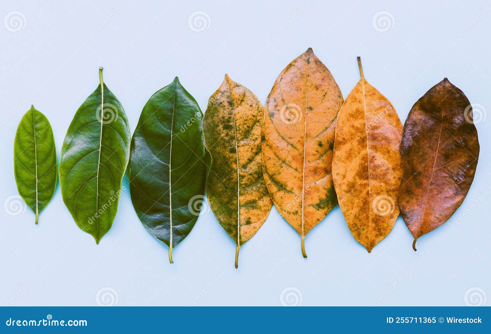 Top View Of Green Leaf Transformation Into Dry Leaf On A White Background Stock Image Image Of