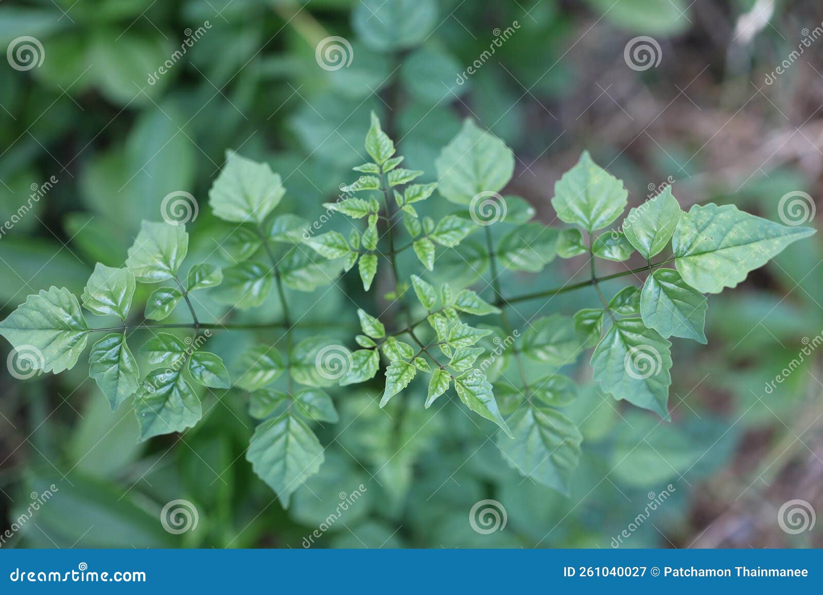 Top View, Green Leafed Trees, Selectable Focus, Trees in a Fertile ...