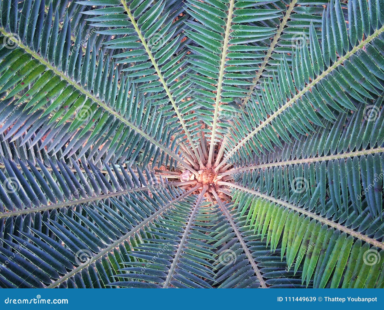 Top View Green Leaves Tree Background. Stock Image - Image of green ...