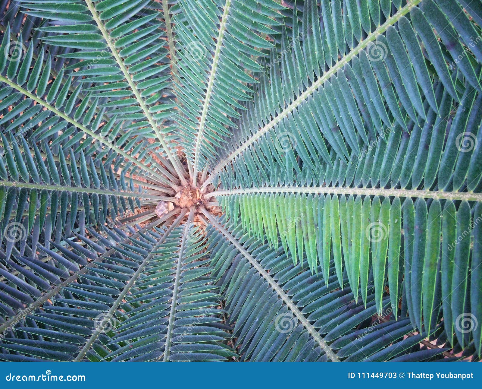 Top View Green Leaves Tree Background. Stock Image - Image of ...