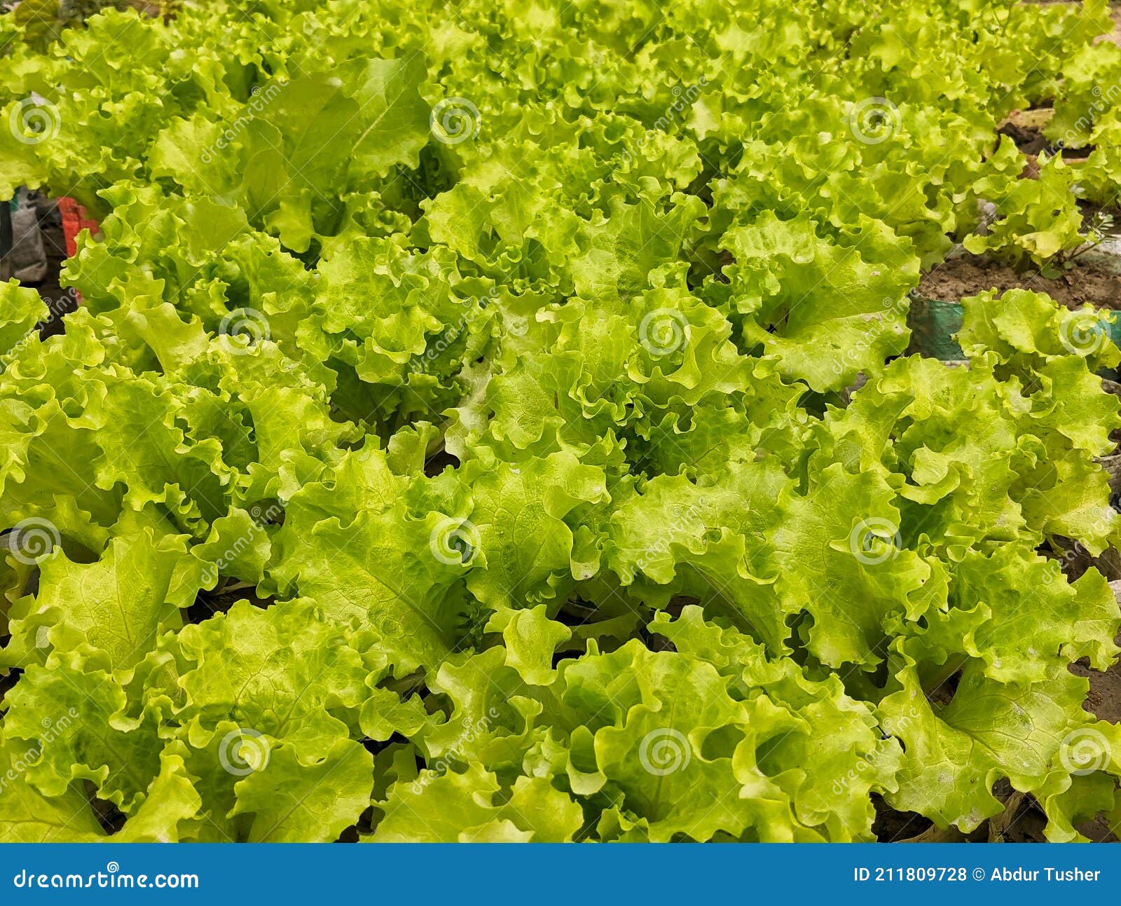 Top View of Green Lettuce Growing in Vegetable Garden Stock Photo ...