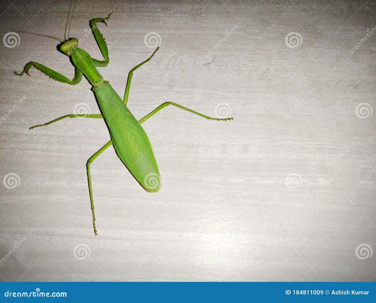 Top View of Green Locust Aka Grass Hopper Stock Image - Image of ...