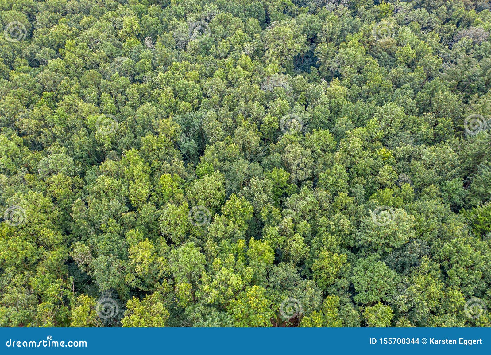 A Top View of a Green Mixed Forest Stock Photo - Image of exotic ...