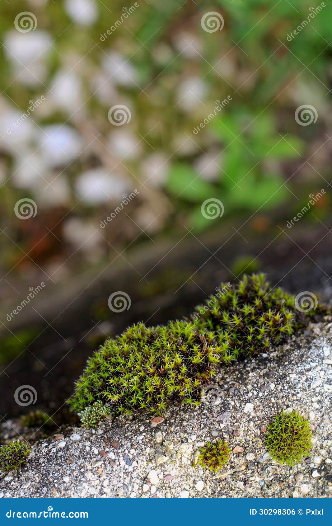 Moss macro stock photo. Image of woods, soft, environment - 30298306