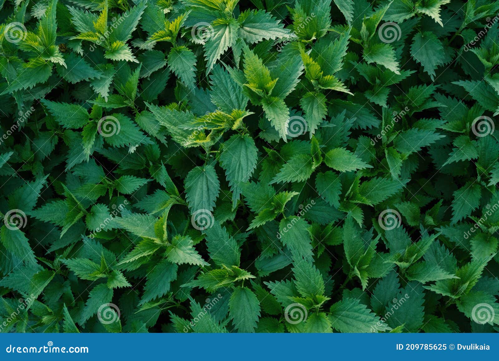 Top View Green Nettle Field Texture Stock Image - Image of food ...