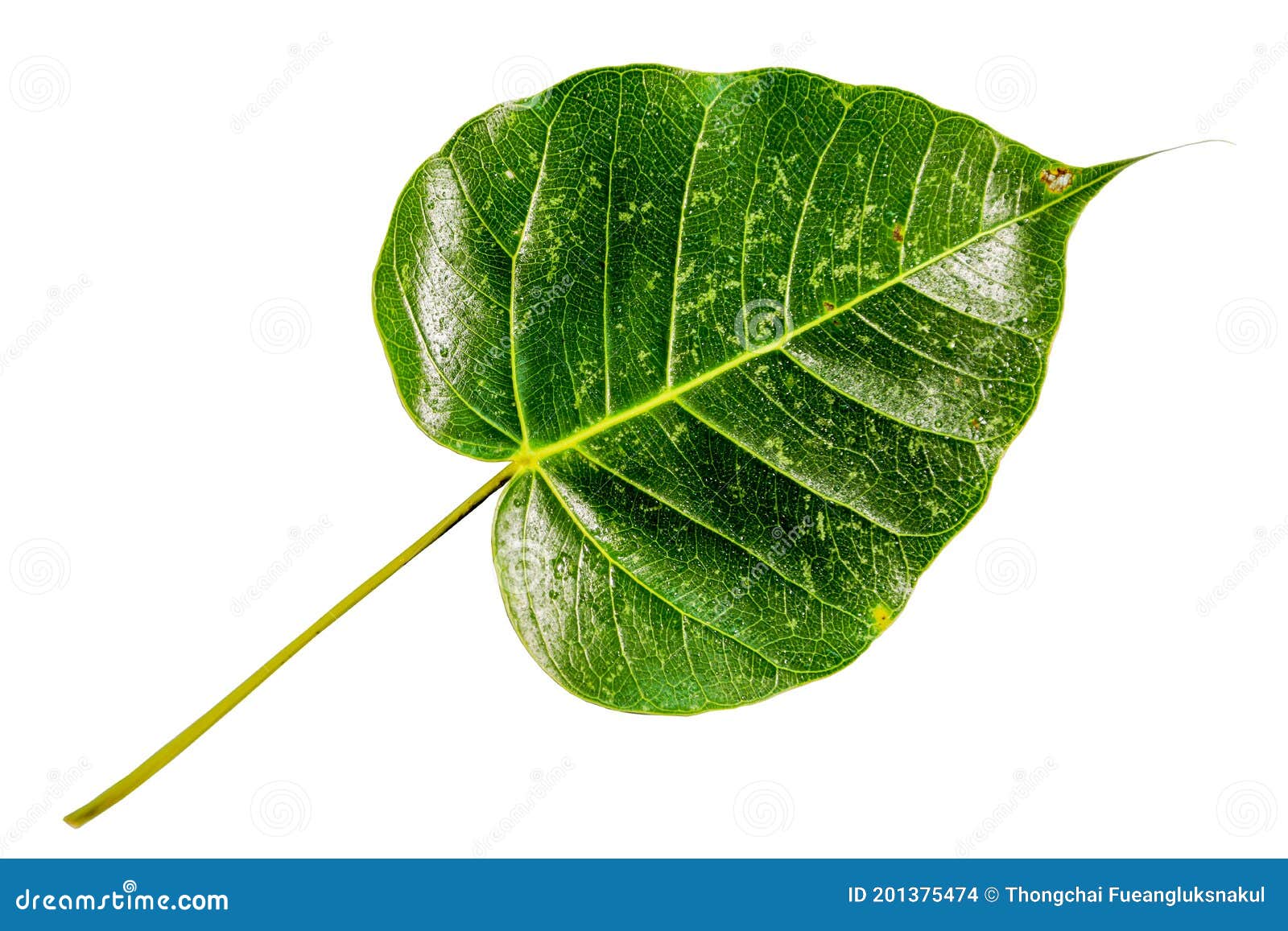 Top View of Green Pho Leaf or Bothi Leaf, Bo Leaf Isolated on White ...