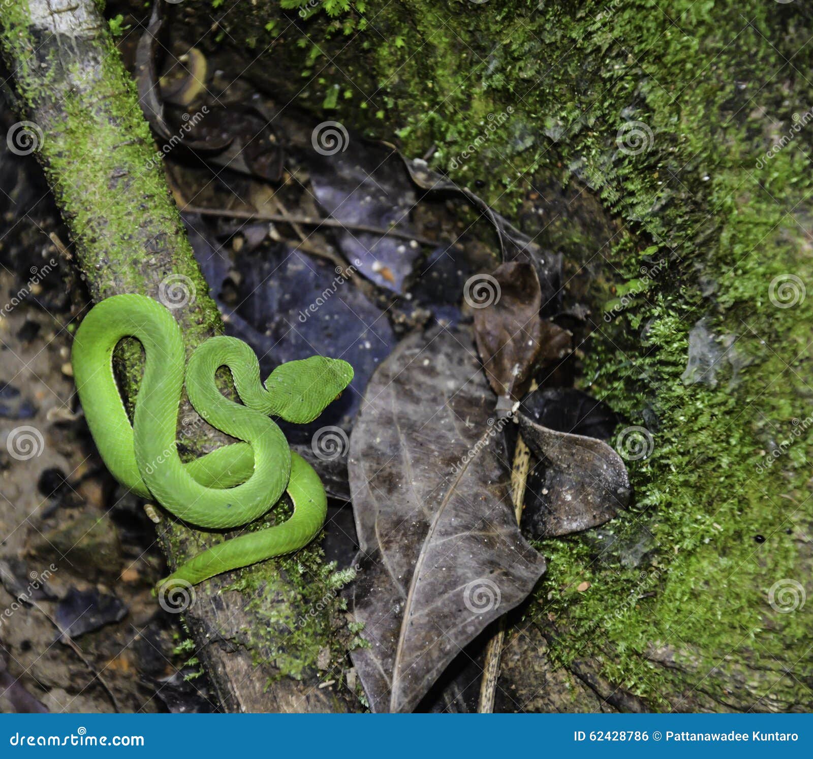 Top View Green Pit Viper in Thailand Stock Photo - Image of nature ...