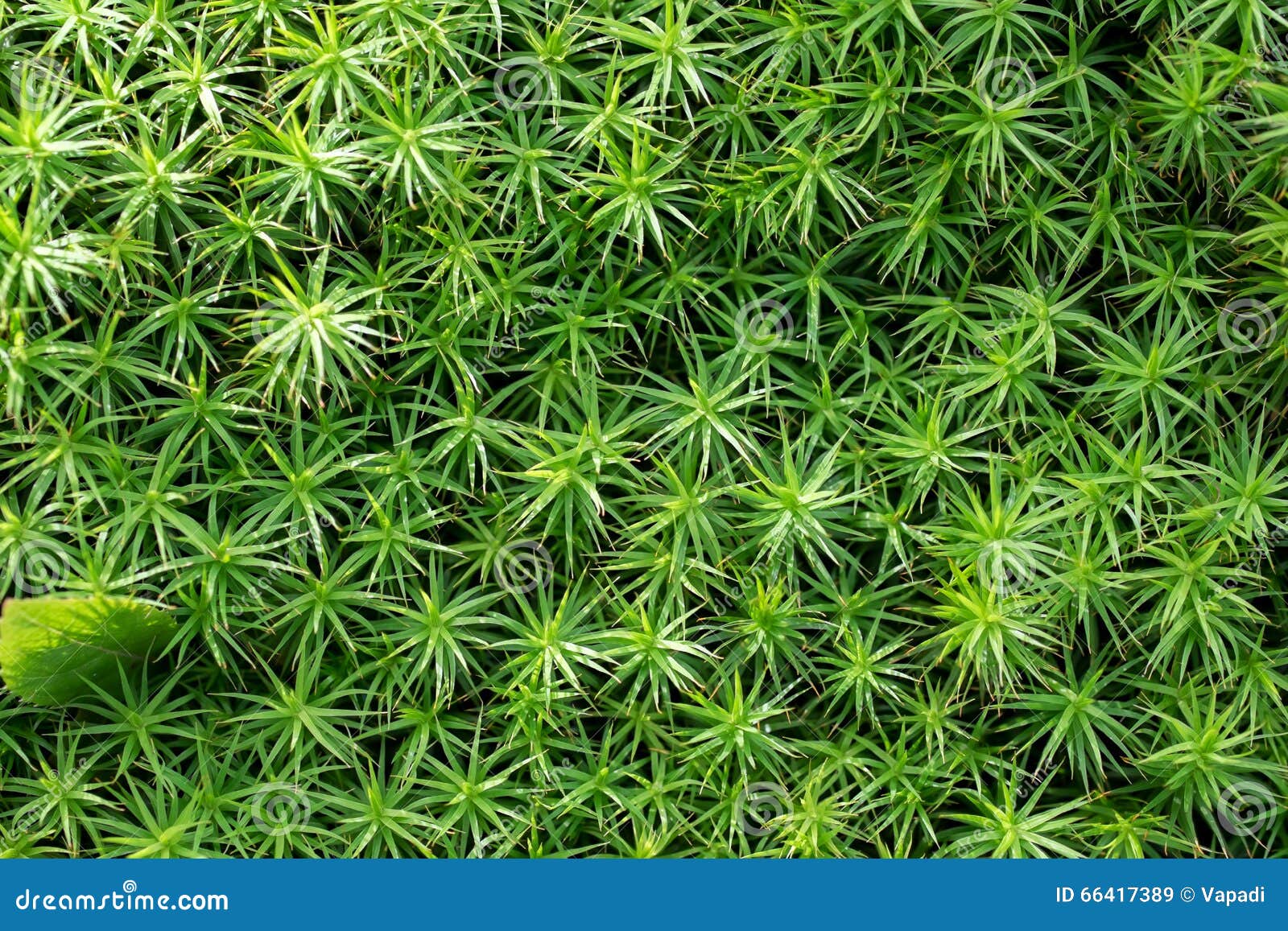 Top view of green plant stock image. Image of plants - 66417389