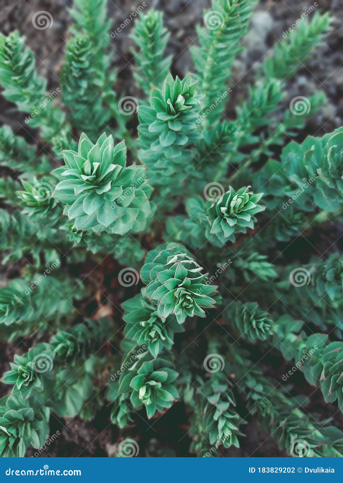 Green Plant Close Up for a Background Selective Focus Stock Photo ...