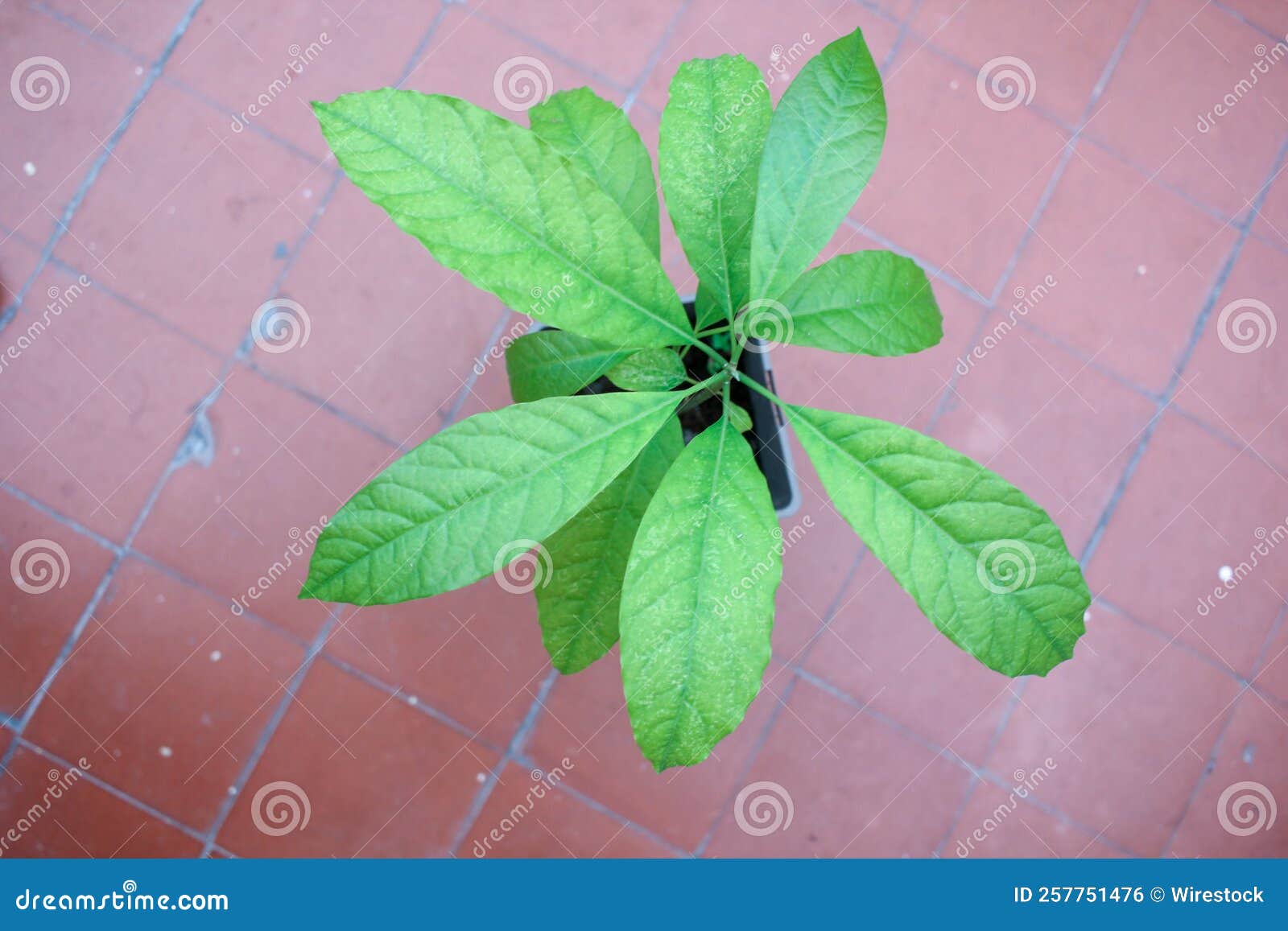 Top View of a Green Plant with Its Green Leaves Stock Photo - Image of ...