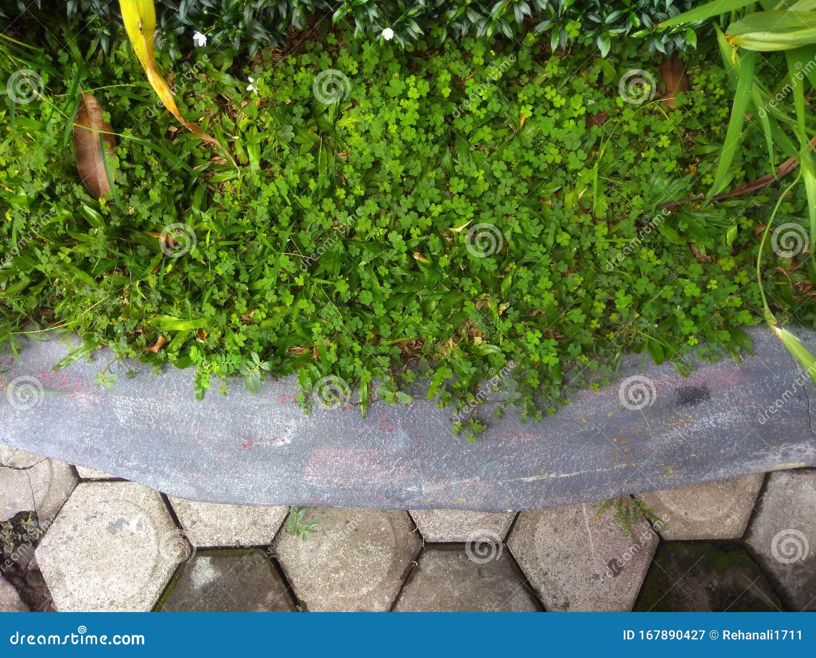 Top View of Green Plant and Tile in Garden Stock Image - Image of alley ...