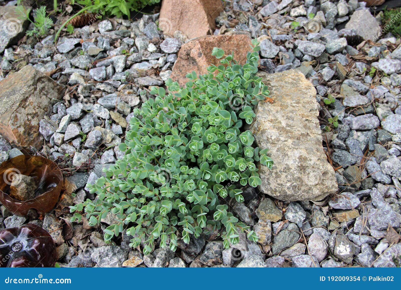Green Grass Breaks through a Scattering of Rocks. Stock Photo - Image ...