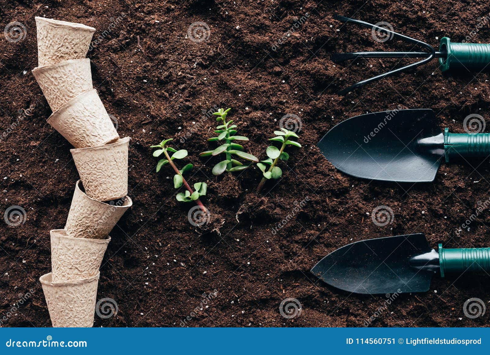 Top View of Green Plants with Roots, Empty Pots and Gardening Tools ...