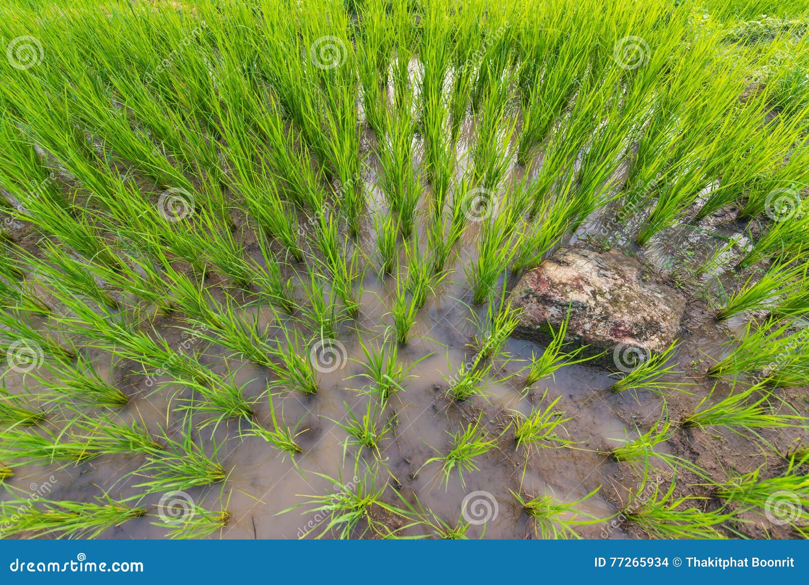 Top View Green Rice Field Texture Stock Photo - Image of beautiful ...