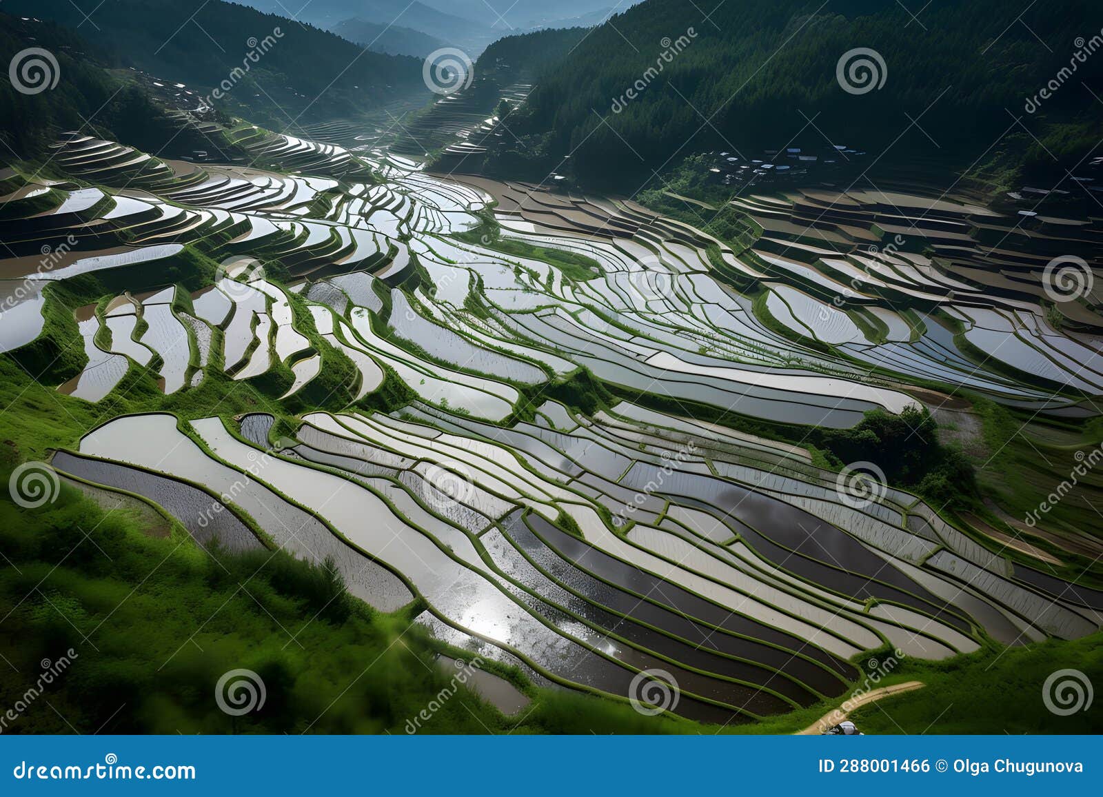 Top View of Green Rice Plantations, Fields Stock Illustration ...