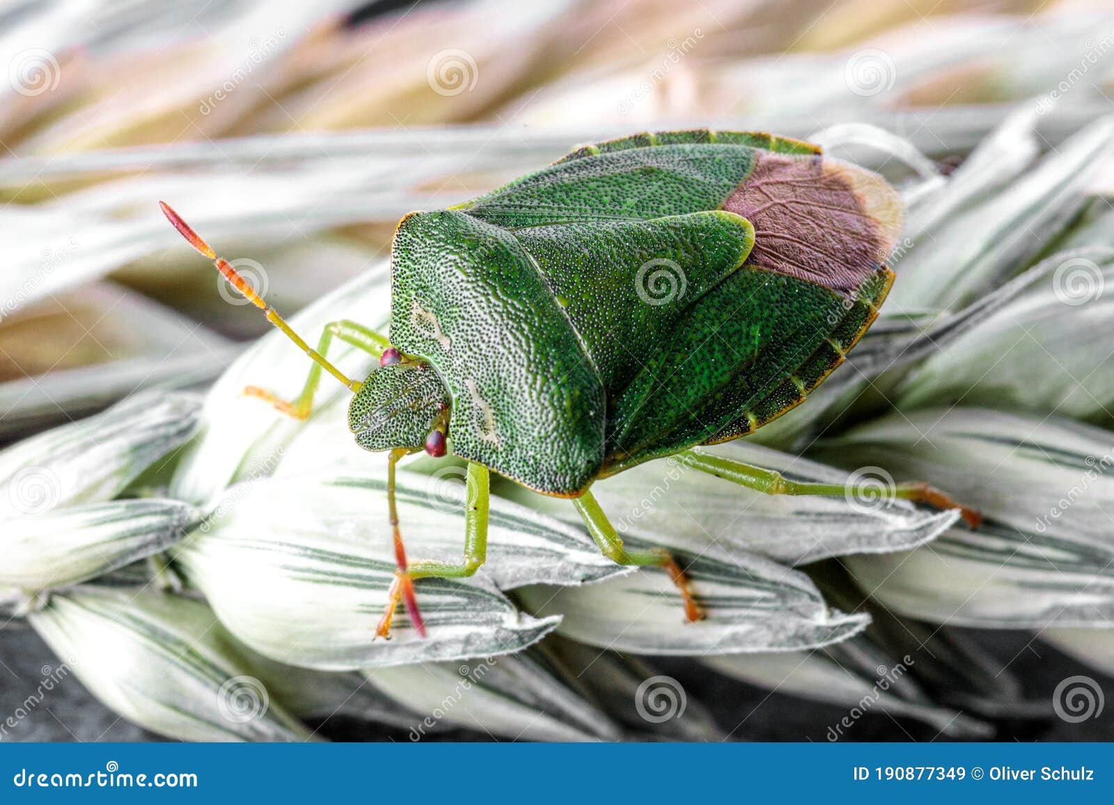 Top View of a Green Shield Bug Sitting on a Wheat Ear, His Green Shell ...