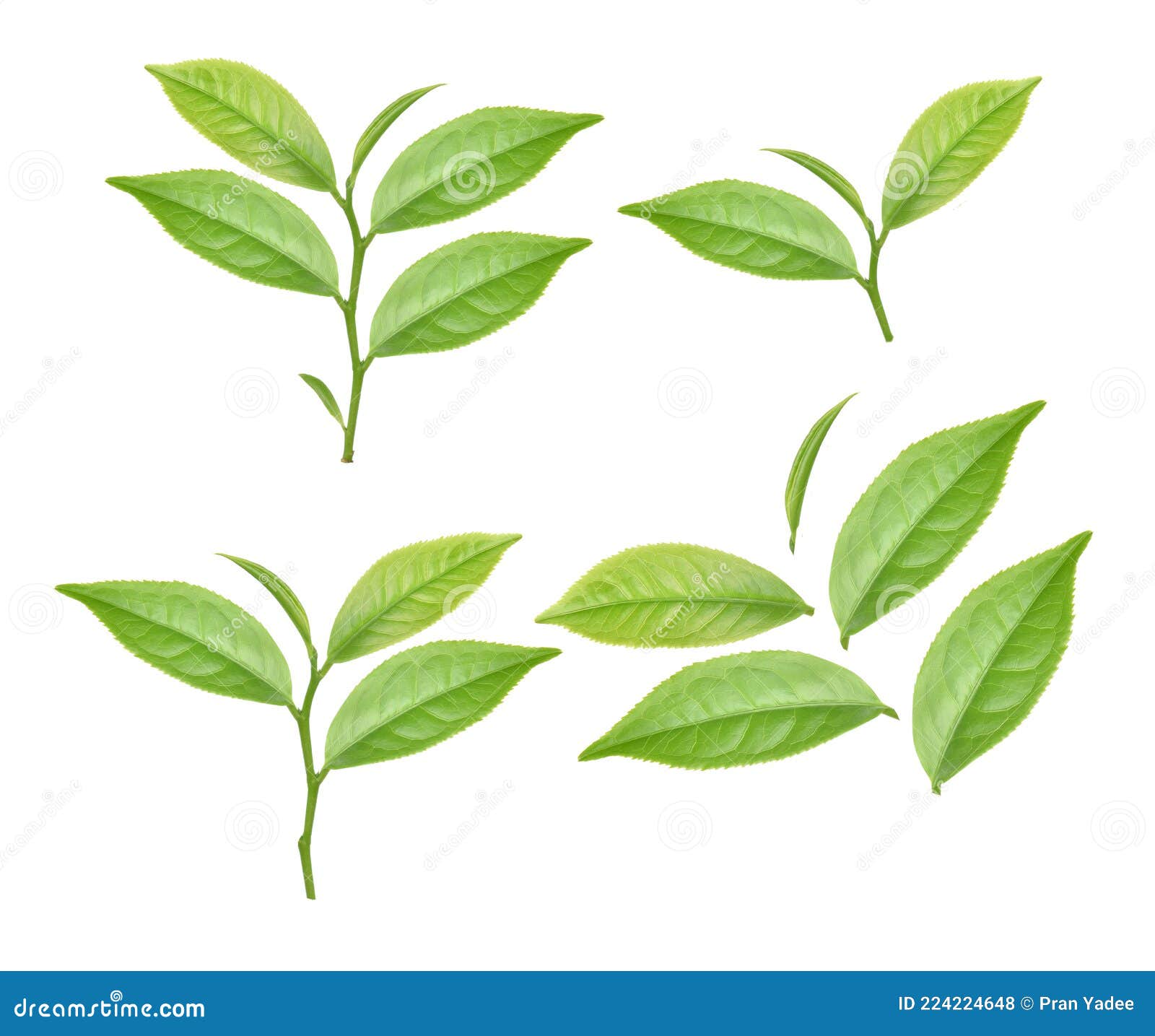 Top View of Green Tea Leaf Isolated on White Background Stock Photo ...