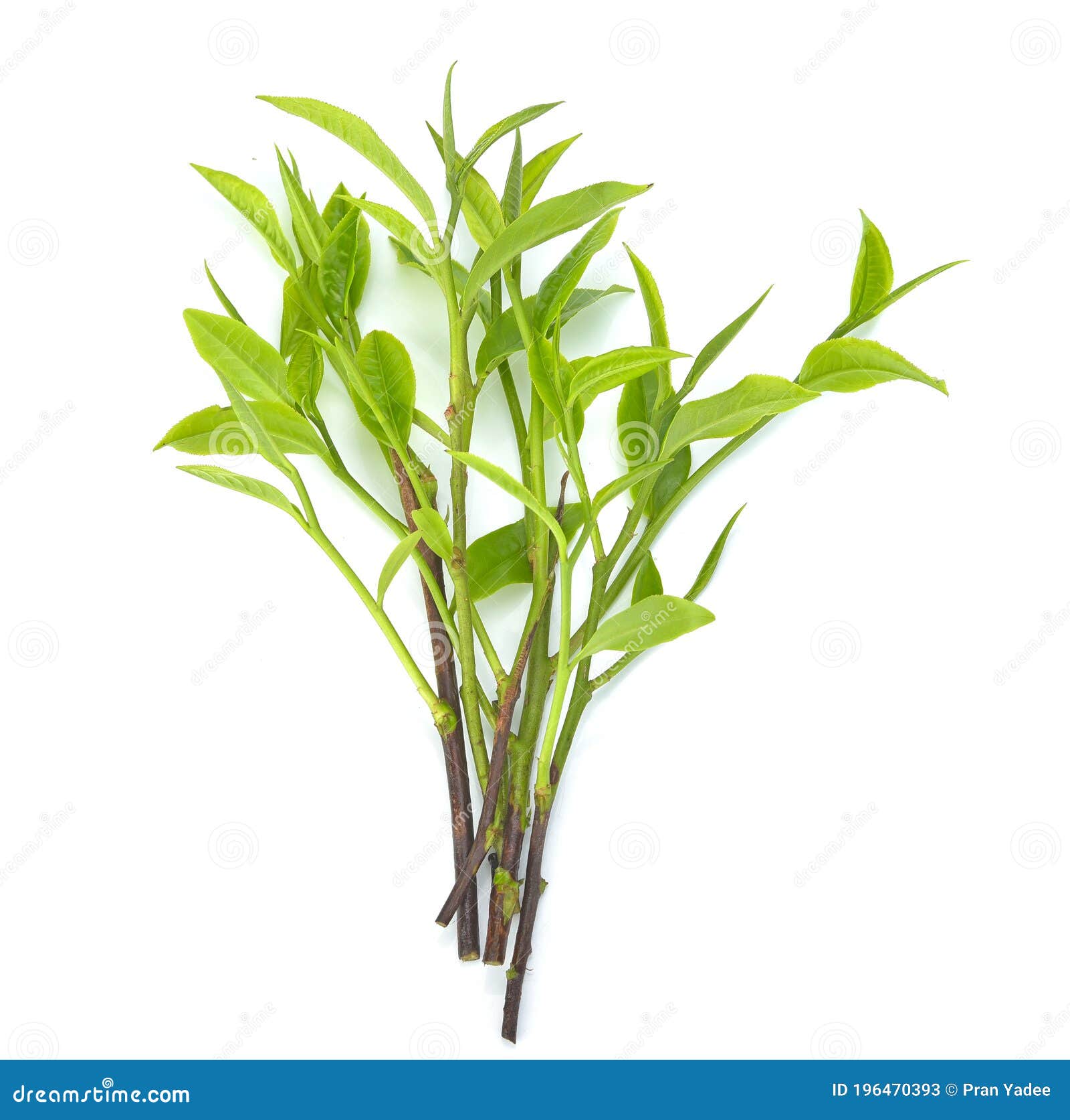 Top View of Green Tea Leaves Isolated on White Background Stock Image ...
