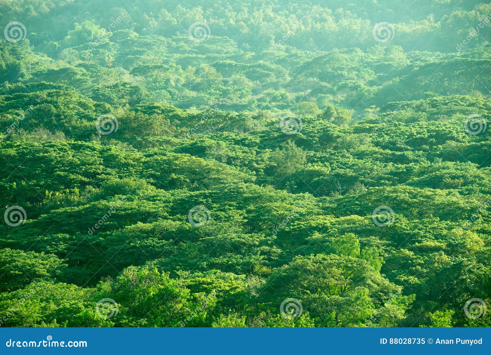 Top View Green Tree Forest Abstract Nature Background Stock Image ...