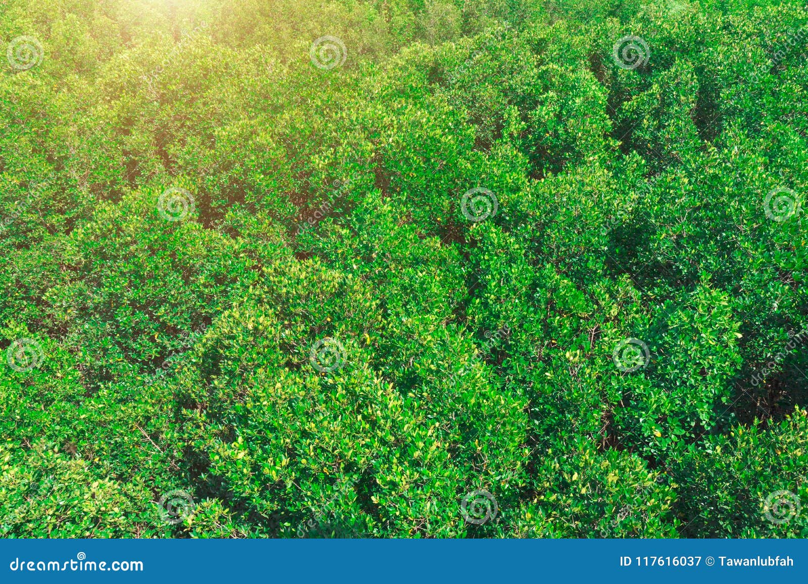Top View of Green Tree Leaves in Forest with Sunlight, Abstract Stock ...